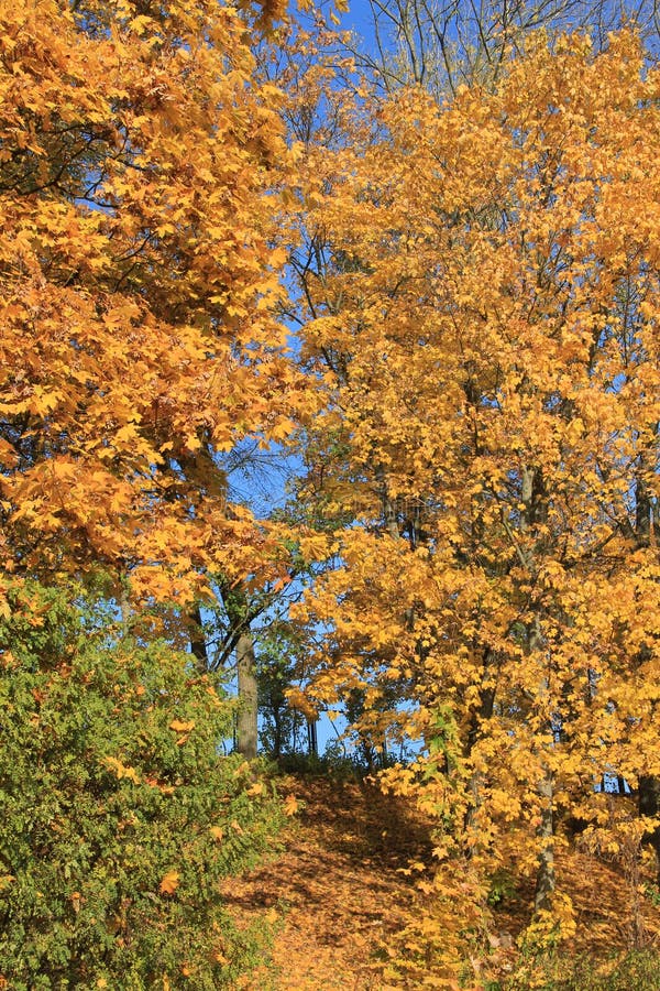 Autumn one stock photo. Image of sunlight, colored, asphalt - 155704890