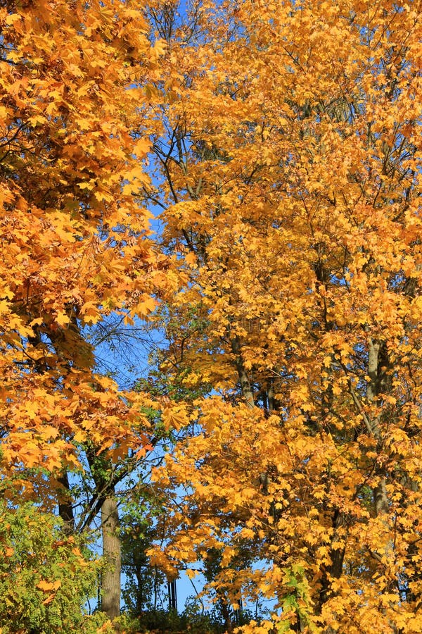 Autumn park one stock image. Image of leaf, landscape - 130199199