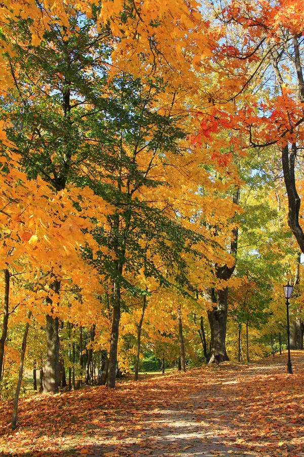 Autumn park ten stock image. Image of seasonal, maple - 130199285