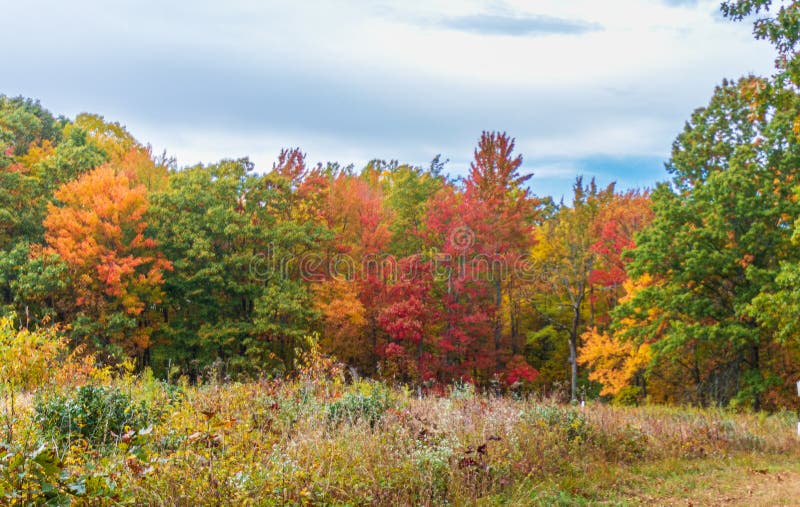 Trees with Fall Foliage Near a Meadow Stock Image - Image of clouds ...