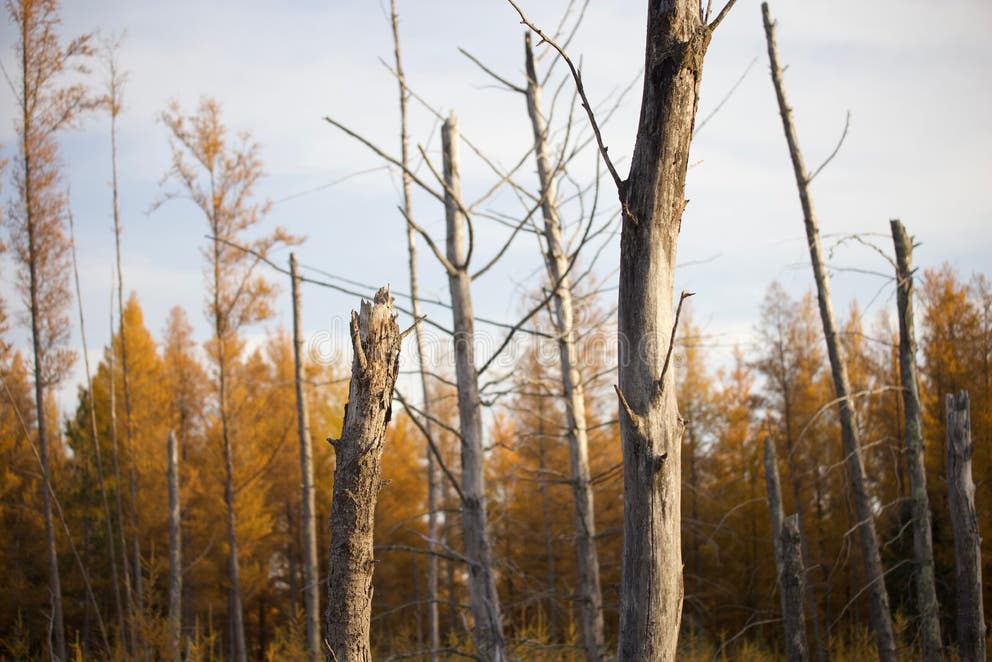 Trees at Fall in the Forest Stock Photo - Image of foliage, yellow ...