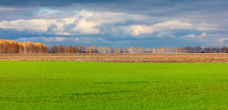 Trees in the Fall on Green Grass Stock Photo - Image of nature, forest ...