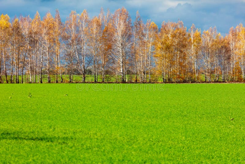 Trees in the Fall on Green Grass Stock Photo - Image of blue, nature ...