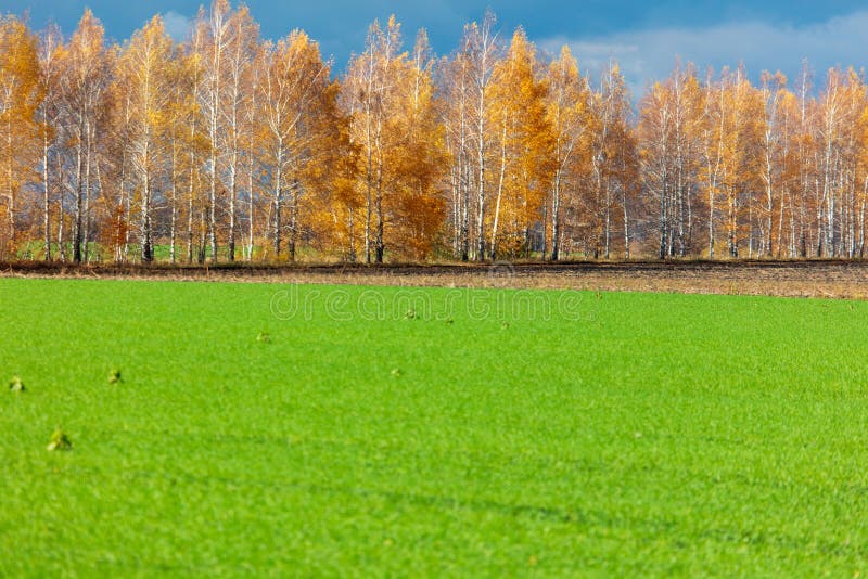 Trees in the Fall on Green Grass Stock Image - Image of beautiful, blue ...
