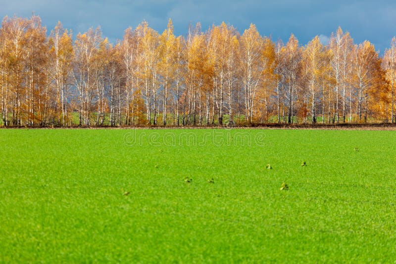 Trees in the Fall on Green Grass Stock Photo - Image of summer, forest ...