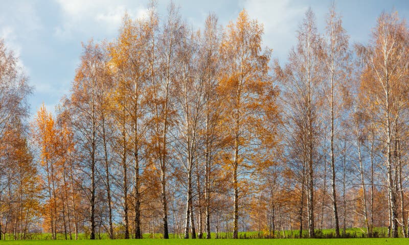 Trees in the Fall on Green Grass Stock Image - Image of background ...