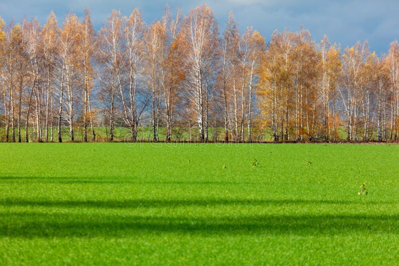 Trees in the Fall on Green Grass Stock Photo - Image of foliage, fall ...