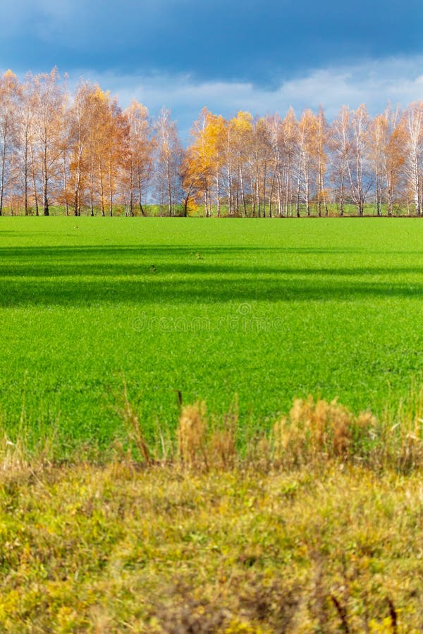 Trees in the Fall on Green Grass Stock Photo - Image of pennsylvania ...