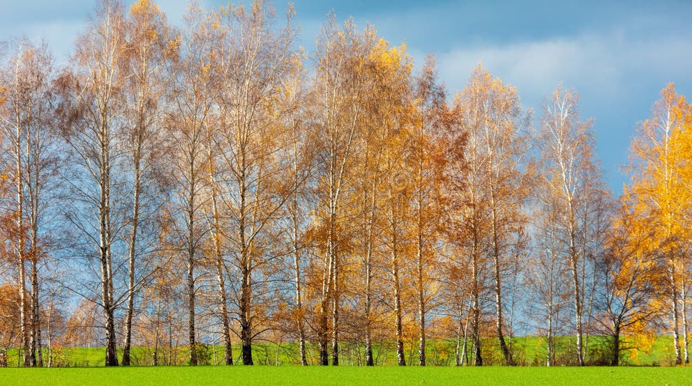Trees in the Fall on Green Grass Stock Photo - Image of pennsylvania ...