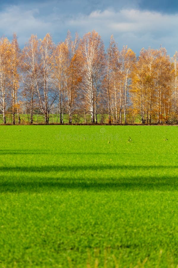 Trees in the Fall on Green Grass Stock Image - Image of lawn, beauty ...