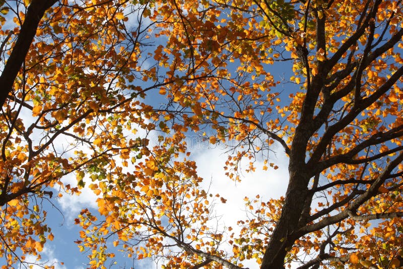 Trees in the fall stock photo. Image of fall, colorful - 46702628