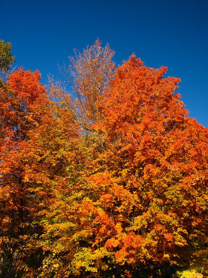 Trees in the fall stock image. Image of season, trees - 66044151