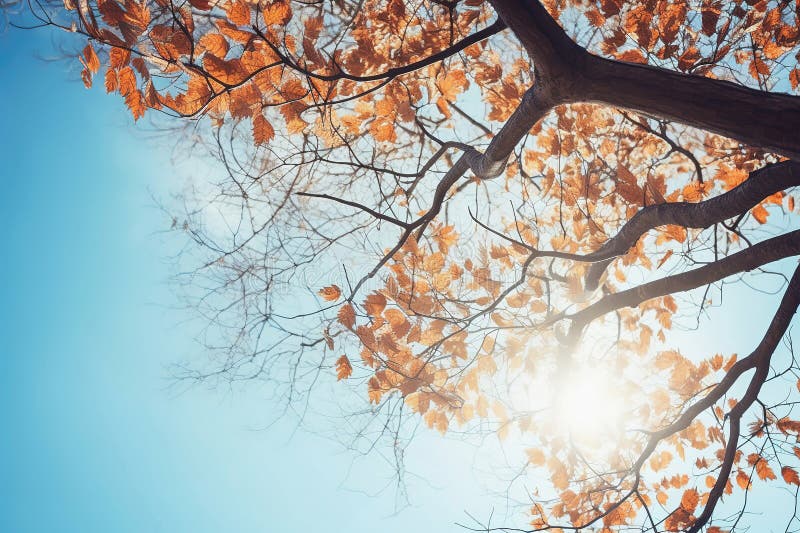 Trees in Fall Park from Below, Yellow Tops of Trees, Blue Sky ...