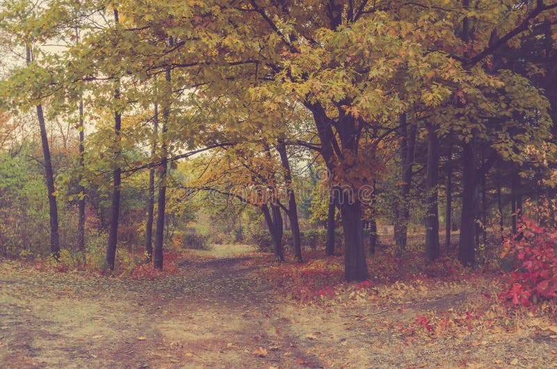 Trees at Fall Park in Faded Colors Stock Photo - Image of forest, beech ...