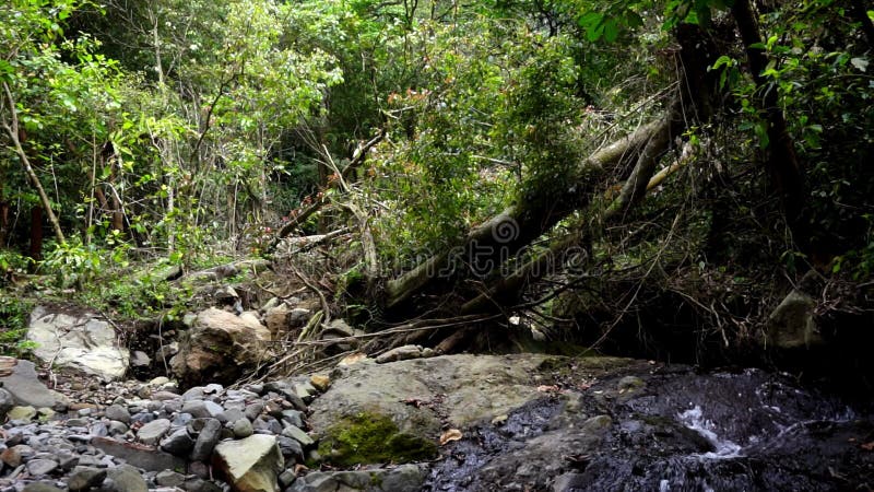 Trees Fall in the River Due To Flash Floods in the Middle of the Forest ...