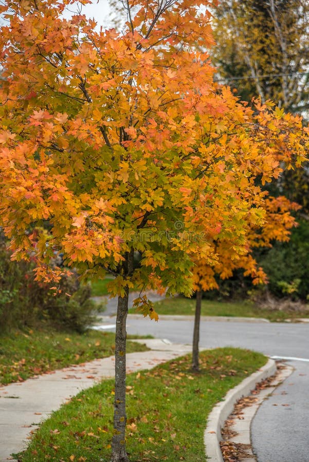 Trees in fall time stock image. Image of wood, town - 185069311