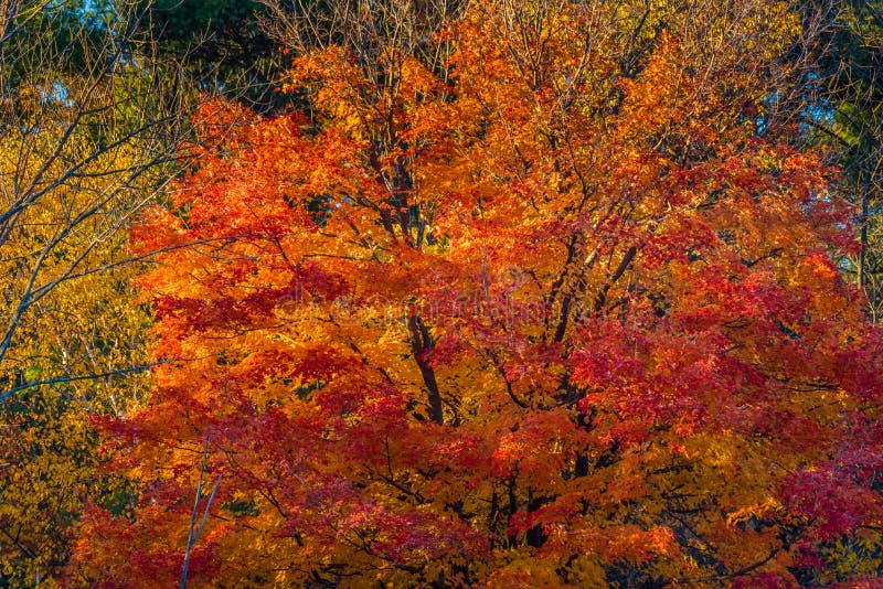 Trees in fall time stock image. Image of colorful, scenic - 111611533