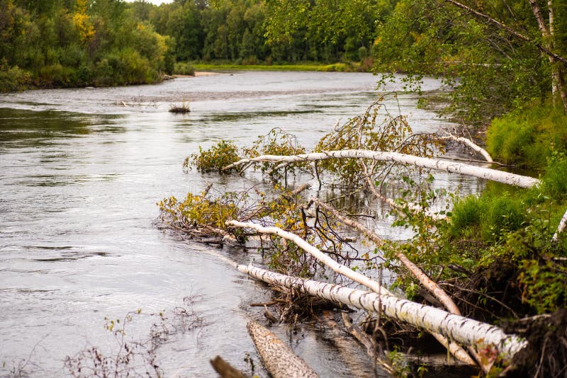 Trees Fallen into the Chena River Stock Photo - Image of natural ...