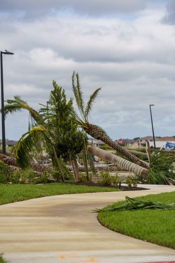 Trees Fallen from Tornadoes Caused by Hurricane Milton Palm Beach ...