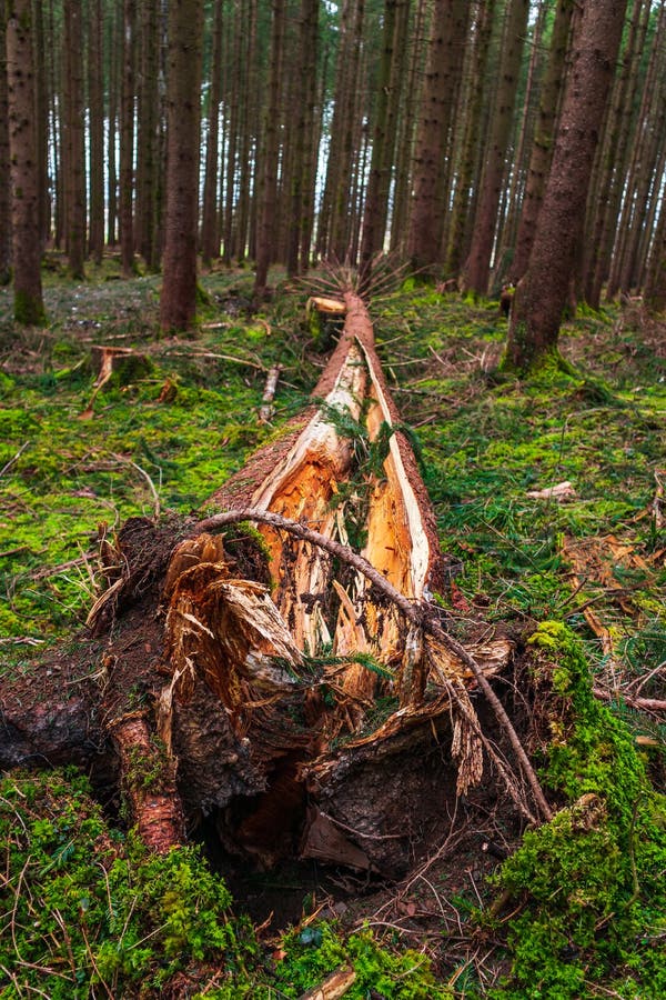 Trees Falling in the Forest from Storm Stock Image - Image of forest ...