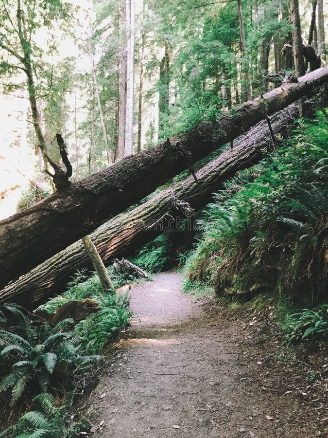 Trees Falling stock photo. Image of adventure, trees - 205239792