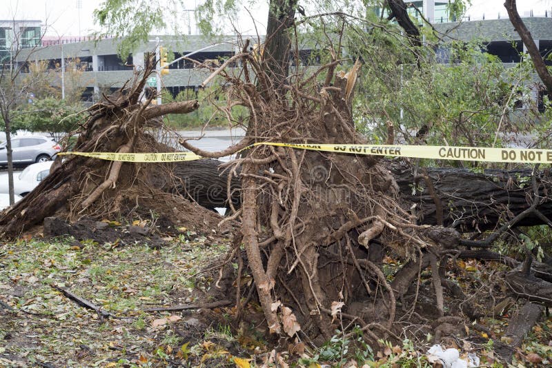 Trees falls editorial photo. Image of destruction, sandy - 27430731