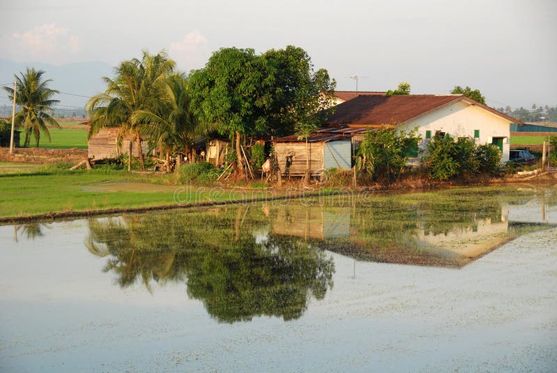 Trees, Farm House,paddy Field Stock Image - Image of flowers, rice: 2320533