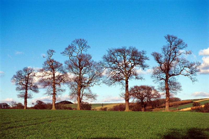 Trees in Farmland Landscape. Stock Photo - Image of beech, winter: 589850