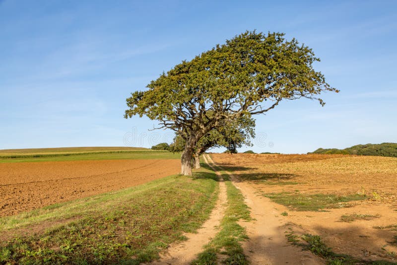 Trees and Farmland stock image. Image of countryside - 126571435