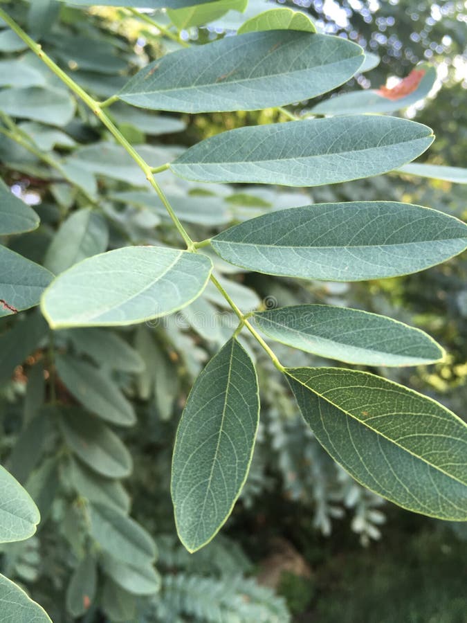 Trees feathers stock image. Image of summer, beautiful - 80514403