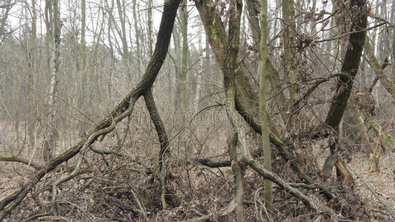 Trees Fell Down stock image. Image of moss, landscape - 110142819