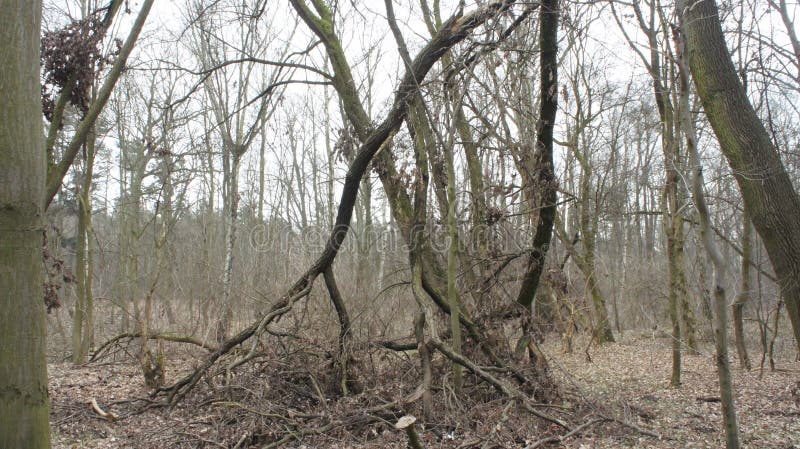Trees Fell Down stock image. Image of fallen, falling - 110142847
