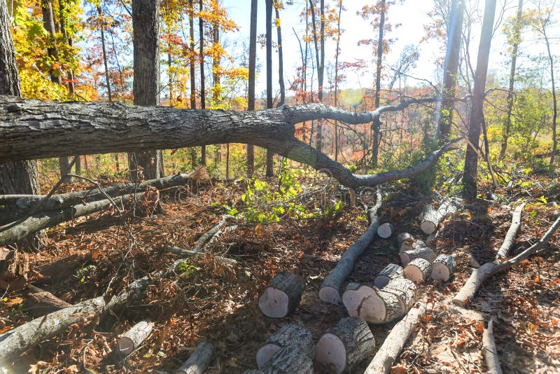 Trees that Fell after the Tornado in the Autumn Park Stock Photo ...