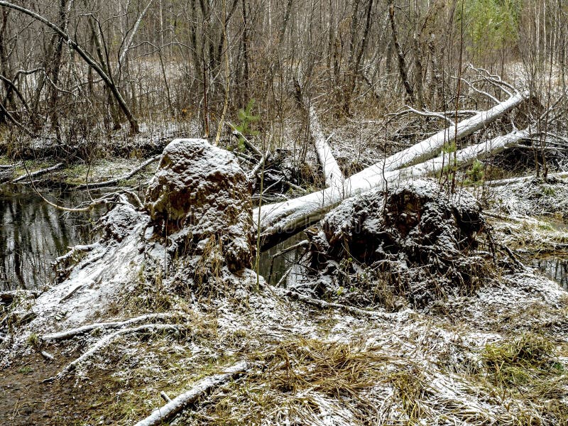 Trees Felled by Beavers in Order To Create a Dam Stock Image - Image of ...