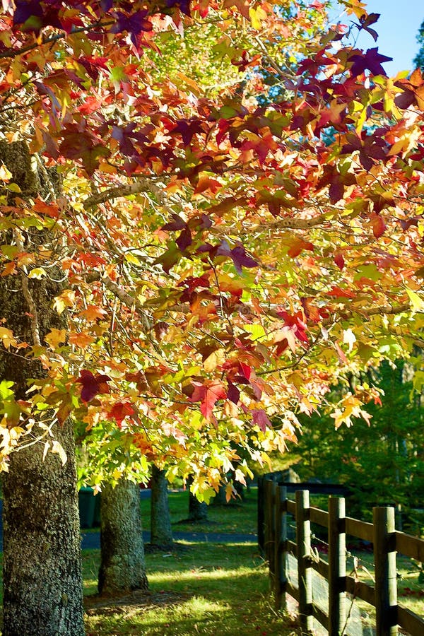 Trees by the Fence Line during Autumn Stock Photo - Image of lush, tree ...