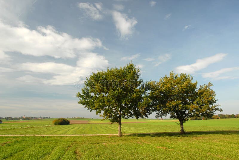Trees in field stock image. Image of grassy, nature, rural - 1410315