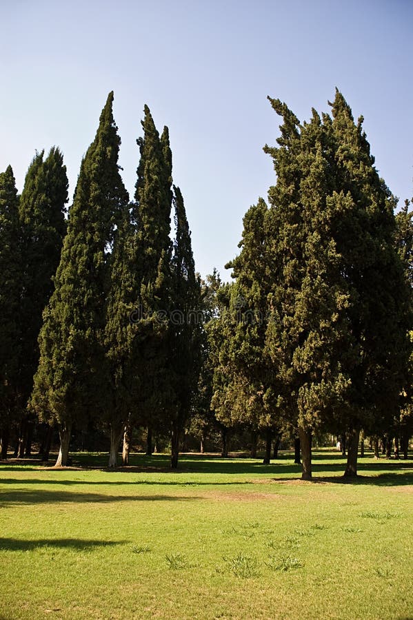 Trees in a Field stock photo. Image of pointy, trees, green - 3077648