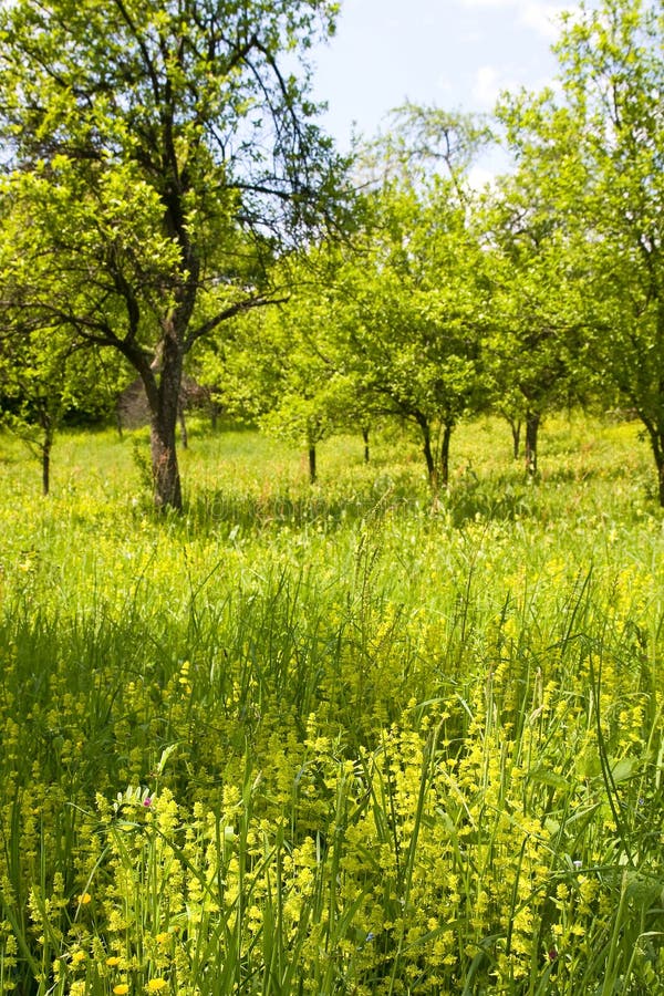 Trees in the field stock photo. Image of purity, peace - 5073068