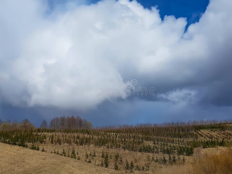 Young Spruce Trees and Clouds on Sky Stock Photo - Image of travel ...