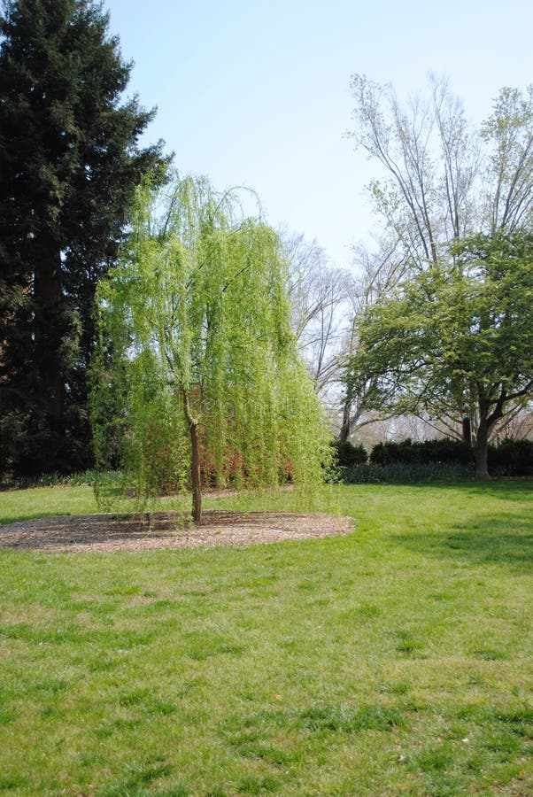 631 Drooping Branches Photos - Free & Royalty-Free Stock Photos from ...