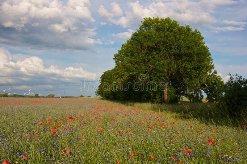 Trees at Field with Flowers Stock Image - Image of green, turbine: 25204187