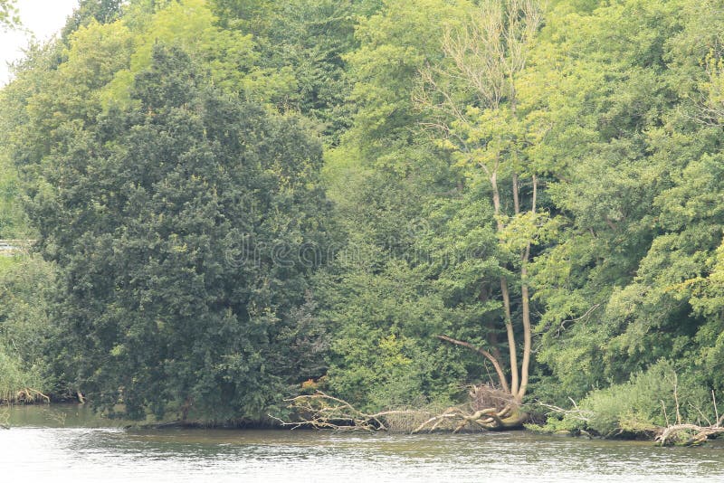 Trees Field Kiel Canal Germany Stock Photo - Image of forest, plant ...