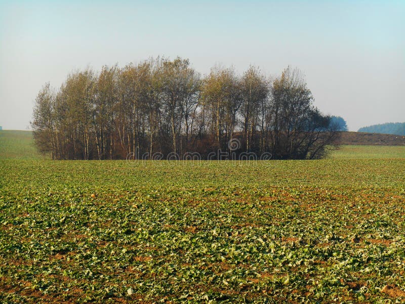 Trees and field landscape stock photo. Image of plowed - 47071412
