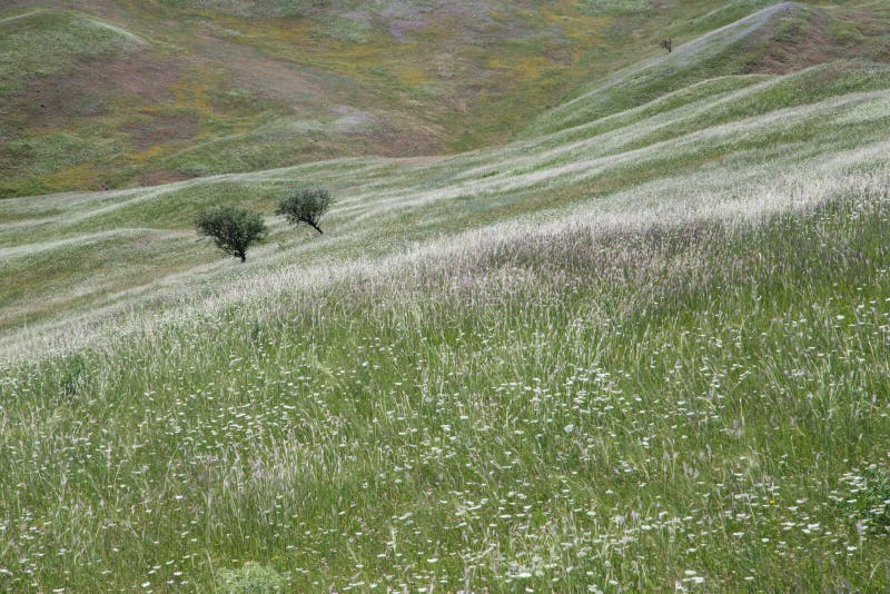 Trees on a field stock photo. Image of green, georgia - 74146946