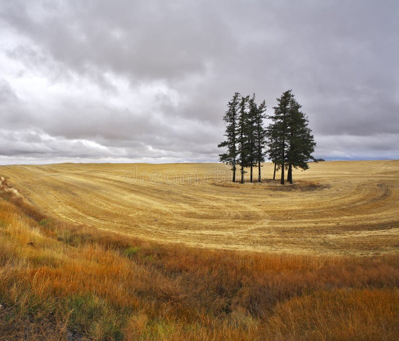 The trees in fields stock photo. Image of montana, cereal - 10116582