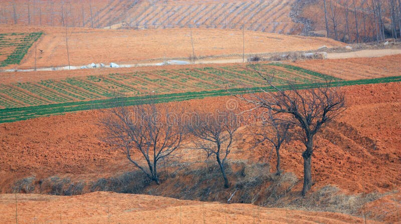 Trees and fields stock photo. Image of landscapes, tree - 13262308
