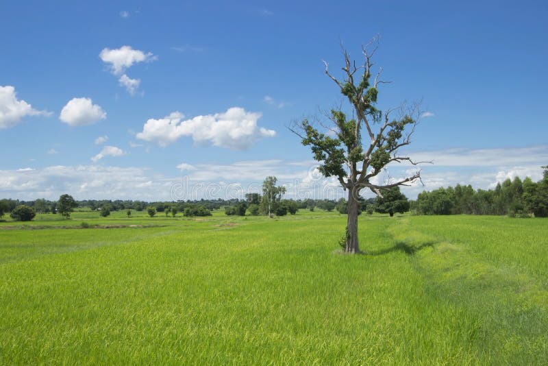 Trees and Fields stock image. Image of season, lawn, green - 59010267