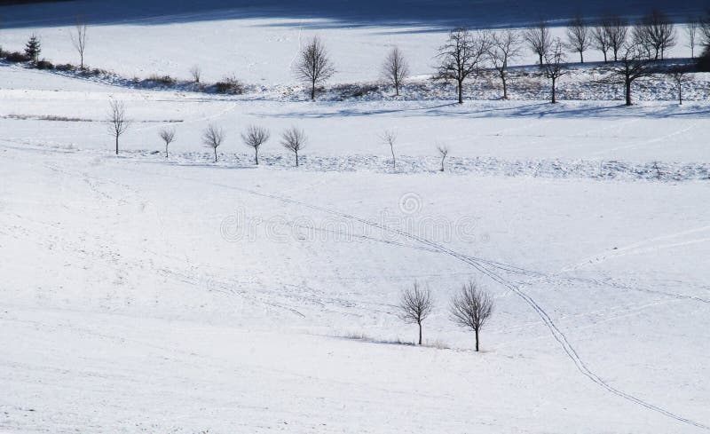 Trees in the Fields in Winter Stock Photo - Image of winter, frost ...