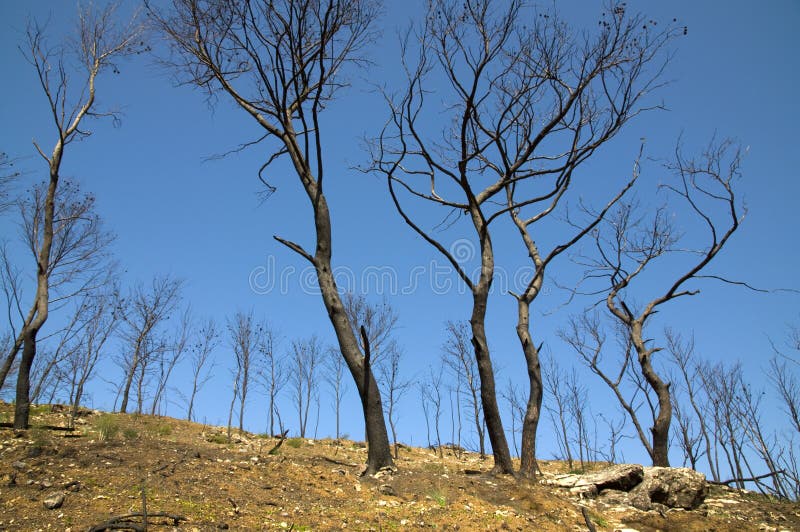 Trees after fire stock photo. Image of cover, roost, sprig - 18506028