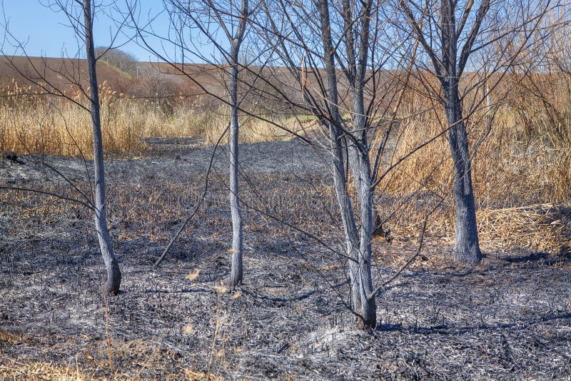 Trees after fire stock photo. Image of nature, dead - 100565010